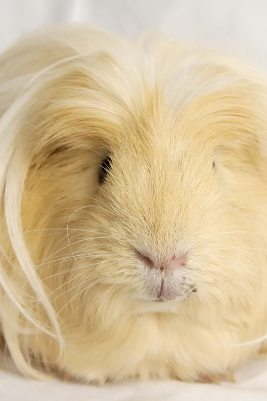 Home [www.guineapigs.in]